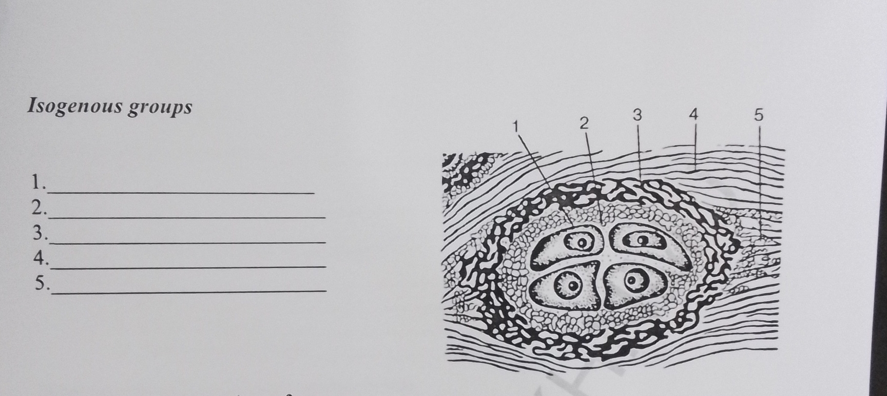 Solved Isogenous groups123. q,4. q,5 | Chegg.com