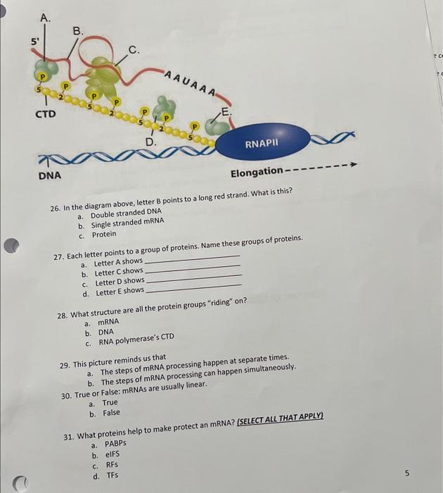 Solved 16. How does a branch point A form during splicing? | Chegg.com