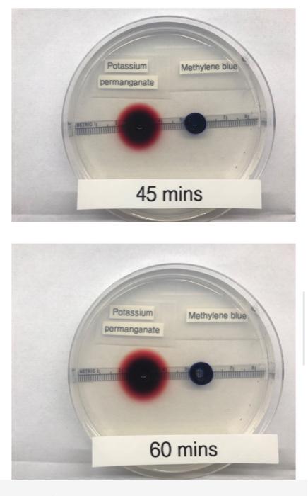 Solved Lab 3: Cell Physiology Simple Diffusion Experiment | Chegg.com
