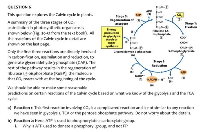 Solved QUESTION 6 This question explores the Calvin cycle in | Chegg.com