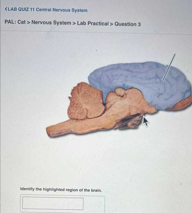 Solved Nervous System > Lab Practical > Question 3 Identify | Chegg.com