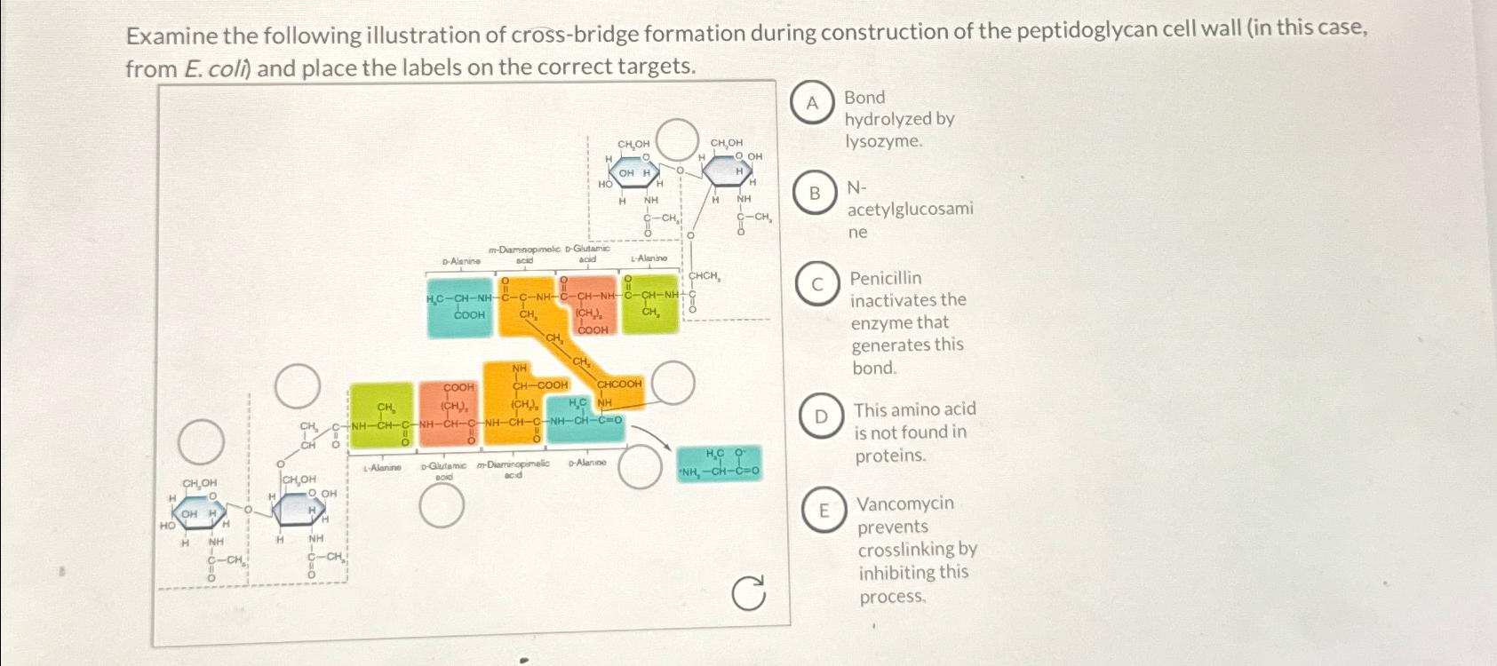 Solved Examine the following illustration of cross-bridge | Chegg.com