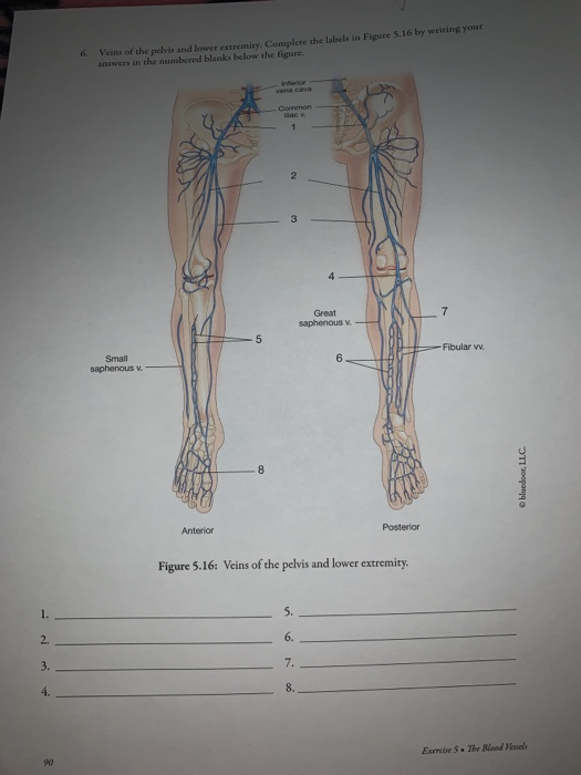 Solved Veins of the pelvis and lower extremity. Complete the | Chegg.com