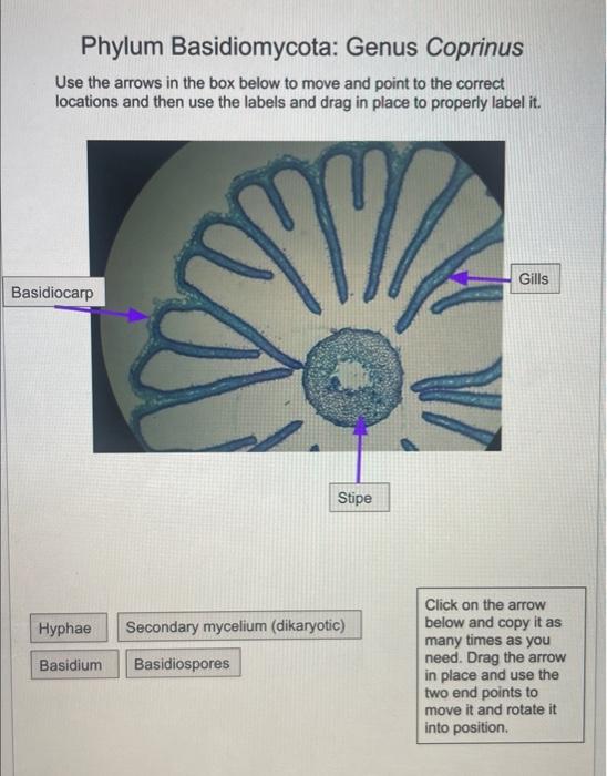 Coprinus Microscope Labeled