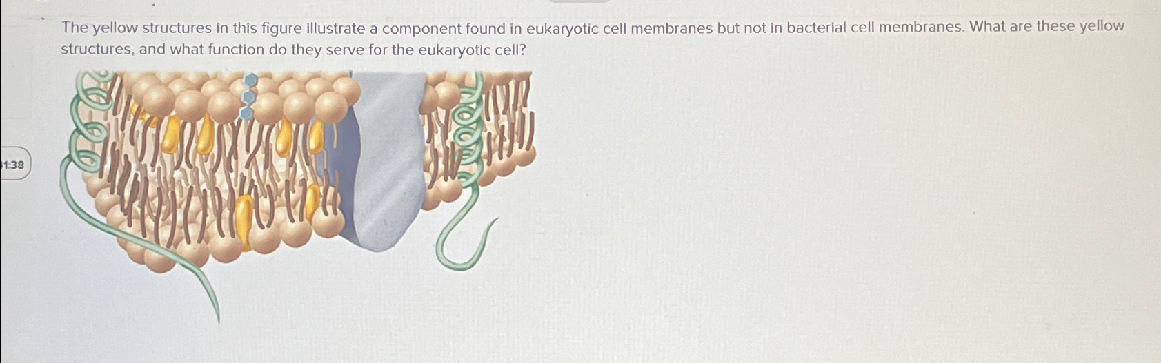 Solved The yellow structures in this figure illustrate a | Chegg.com
