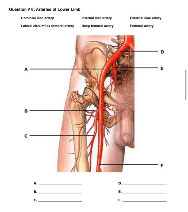 Solved Question #6: Arteries of Lower Limb Common iliac | Chegg.com