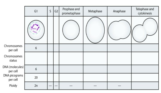 Solved G1 SG2 Prophase I and prometaphase 1 Metaphase 1 | Chegg.com