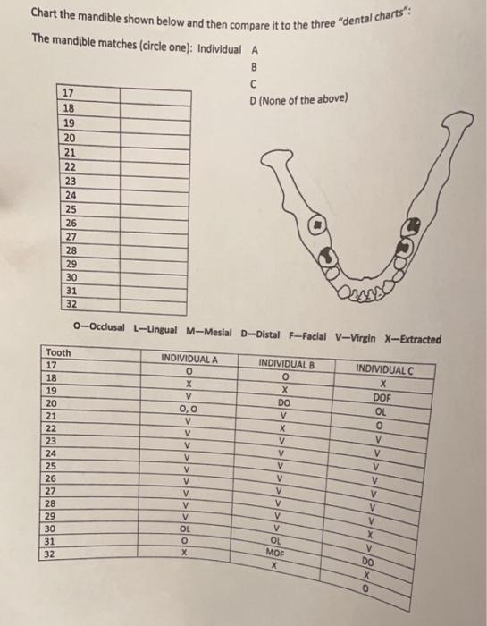 Chart the mandible shown below and then compare it to | Chegg.com