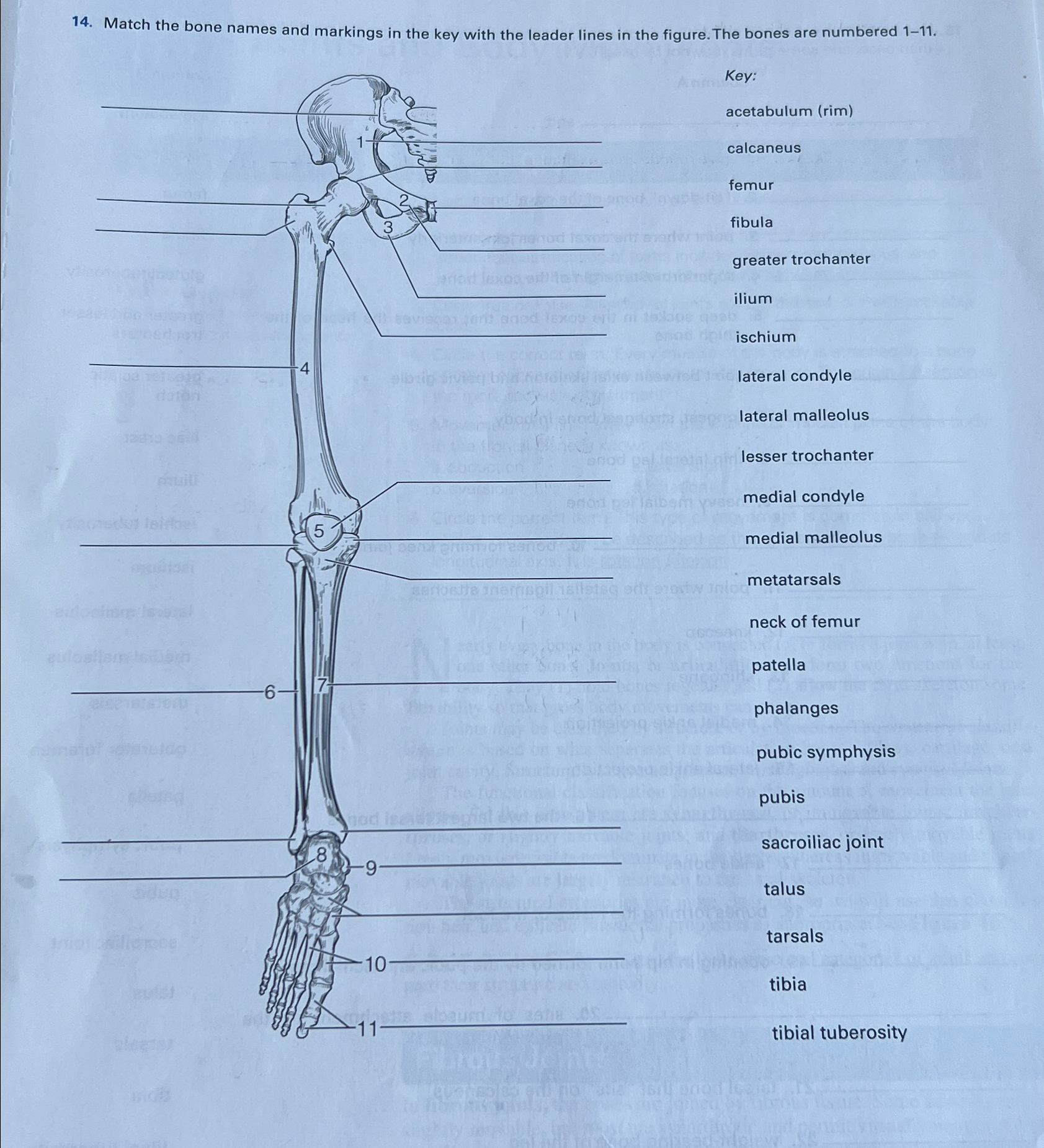 Solved Match the bone names and markings in the key with the | Chegg.com Solved Match the bone names and markings in the key with the | Chegg.com