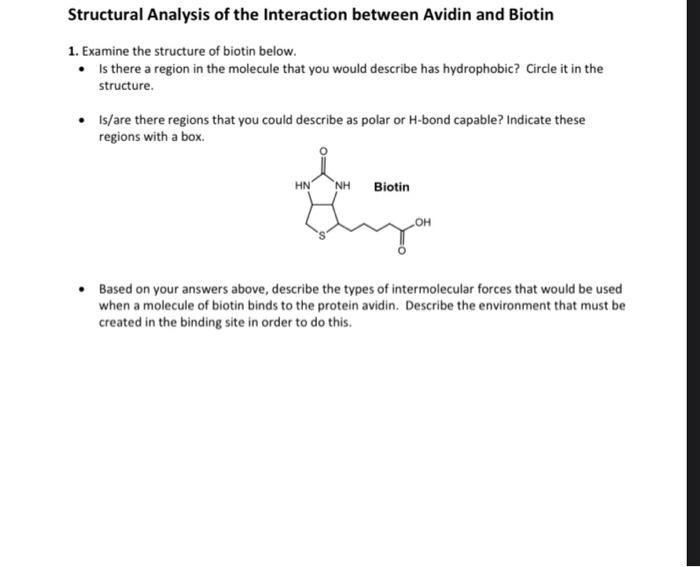 Solved Structural Analysis of the Interaction between Avidin | Chegg.com