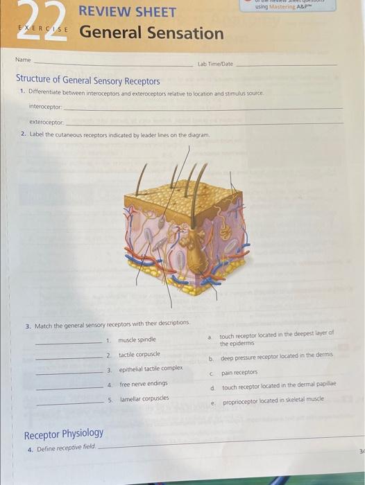 Solved using Mastering ABPM 222 REVIEW SHEET EXERCISE | Chegg.com