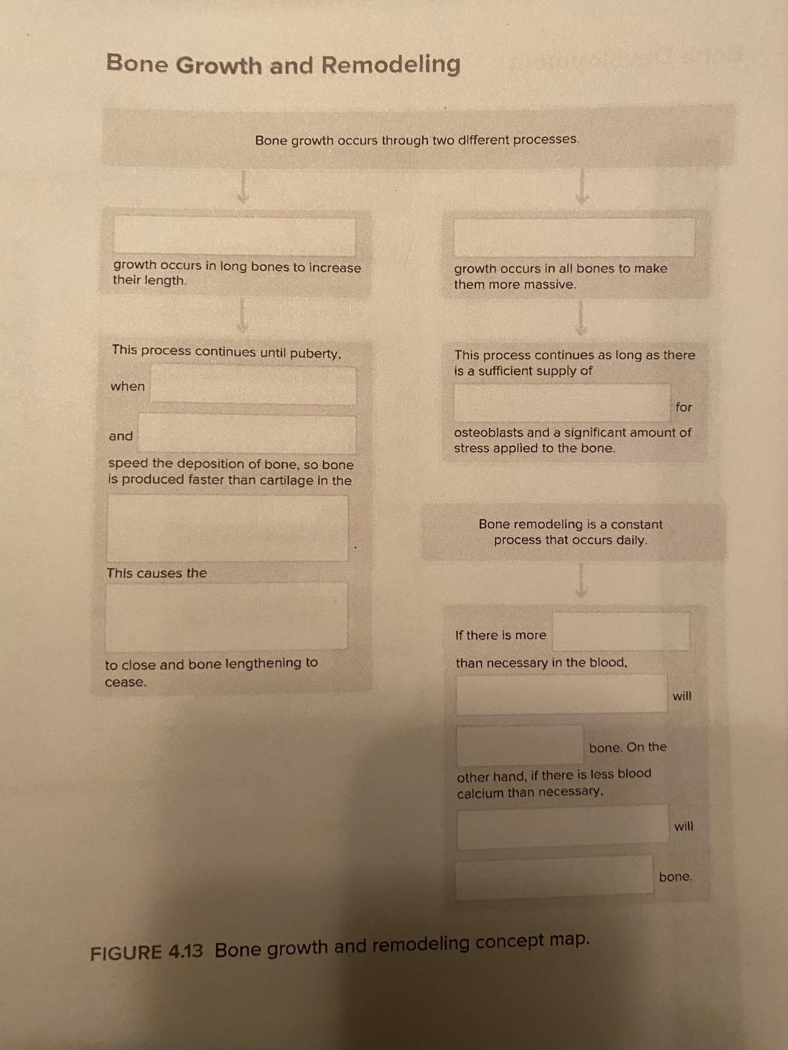 Solved Bone Growth and RemodelingBone growth occurs through | Chegg.com