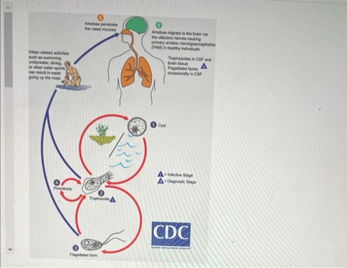 Solved Observe this life cycle for Naegleria fowleri, an | Chegg.com