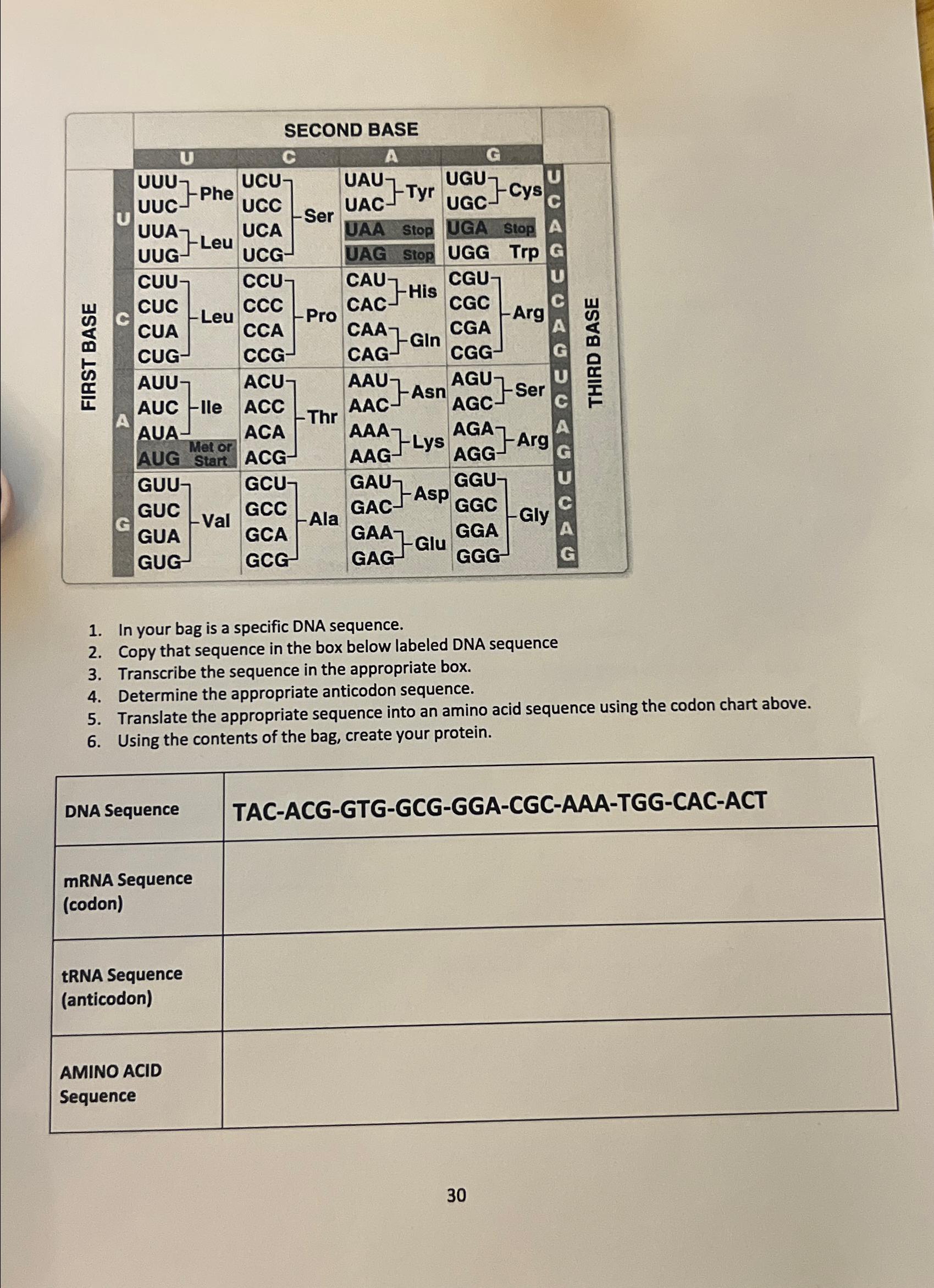 Solved \table[[,,SECOND BASE],[,,U,C,,A,G,,],[,,UUU | Chegg.com