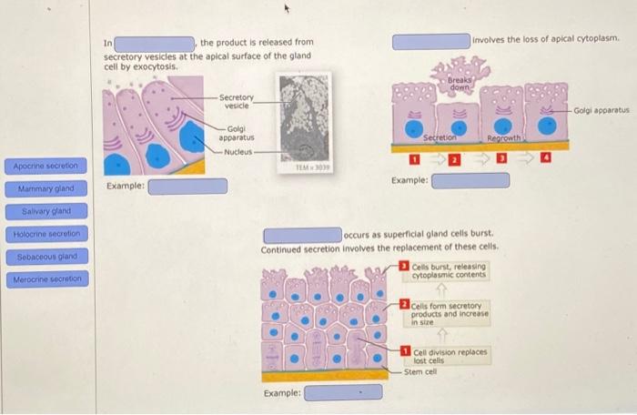 Solved In , the product is released from imvolves the loss | Chegg.com