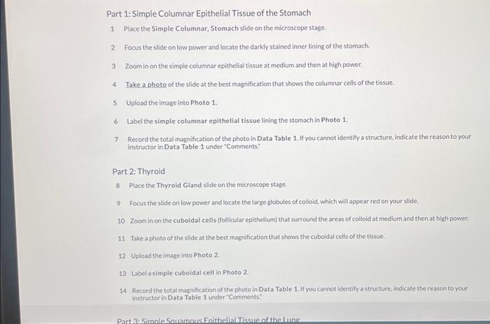 Solved 39 Zoom in on the pseudostratified ciliated tissue at | Chegg.com
