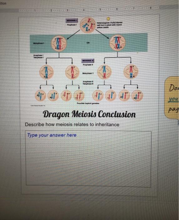 Solved ition w X Dor you Push pag Dragon Meiosis Conclusion | Chegg.com