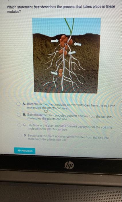 Solved Which statement best describes the process that takes | Chegg.com
