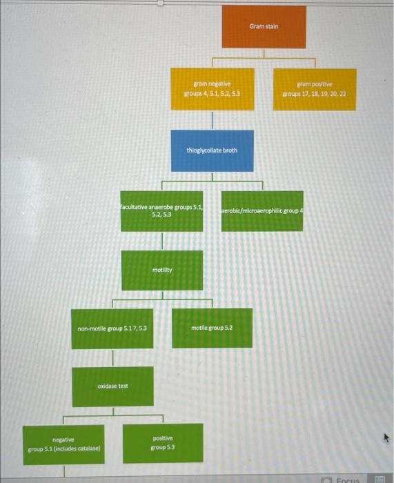 Solved please create a flow chart leading to shigella | Chegg.com