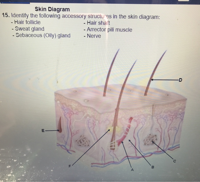 Solved Skin Diagram 15. Identify the following accessory | Chegg.com