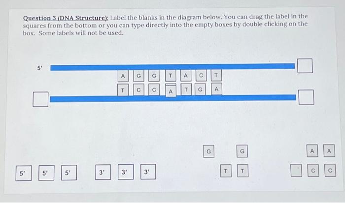 Question 3 (DNA Structure): Label the blanks in the | Chegg.com
