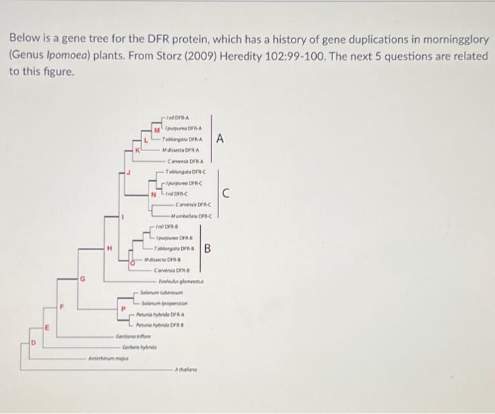 Solved Question 11 M. dissecta has a DFR-A and DFR-B gene. | Chegg.com