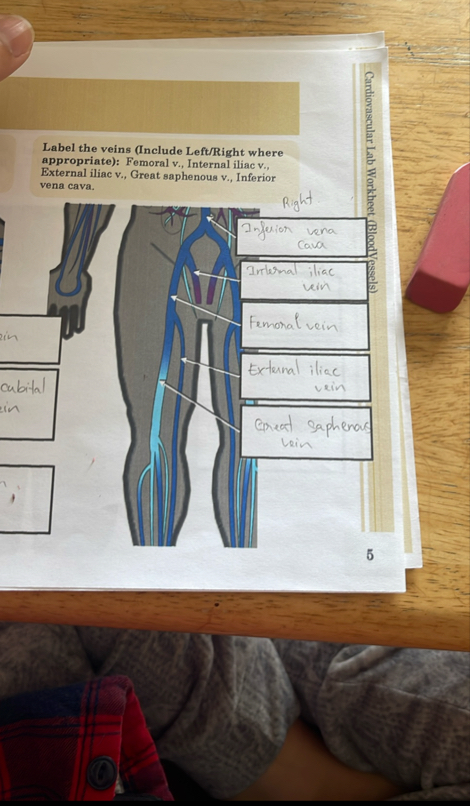 Solved Label the veins (Include Left/Right where | Chegg.com