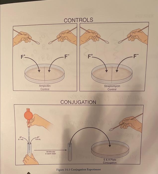 Solved In our conjugation experiment (Lab 14), which gene(s) | Chegg.com
