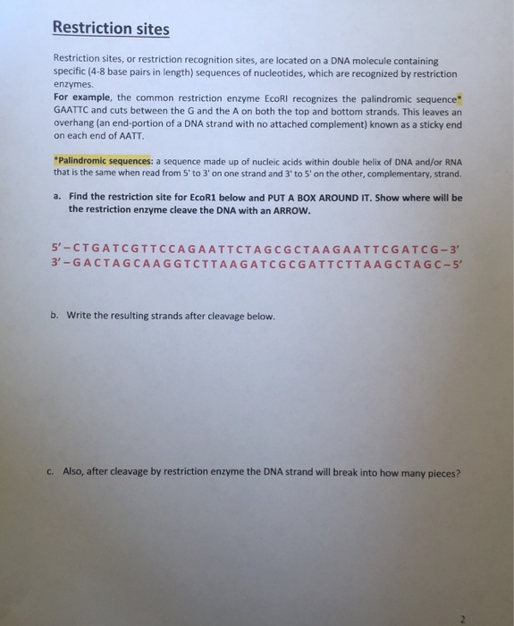 Solved find the restriction site for EcoR1below and put a | Chegg.com