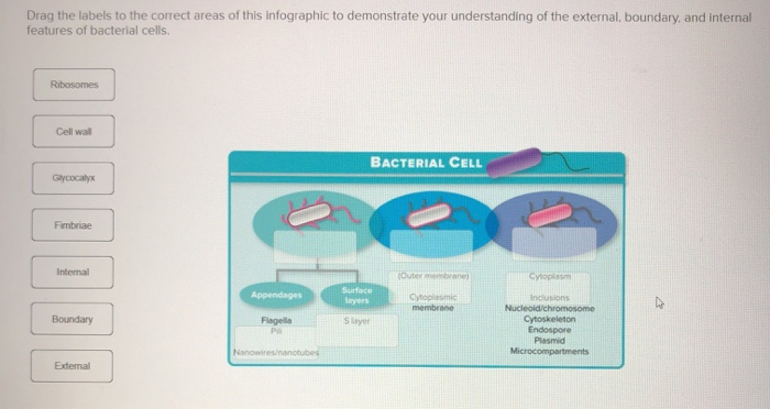 Solved Drag the labels to the correct areas of this | Chegg.com
