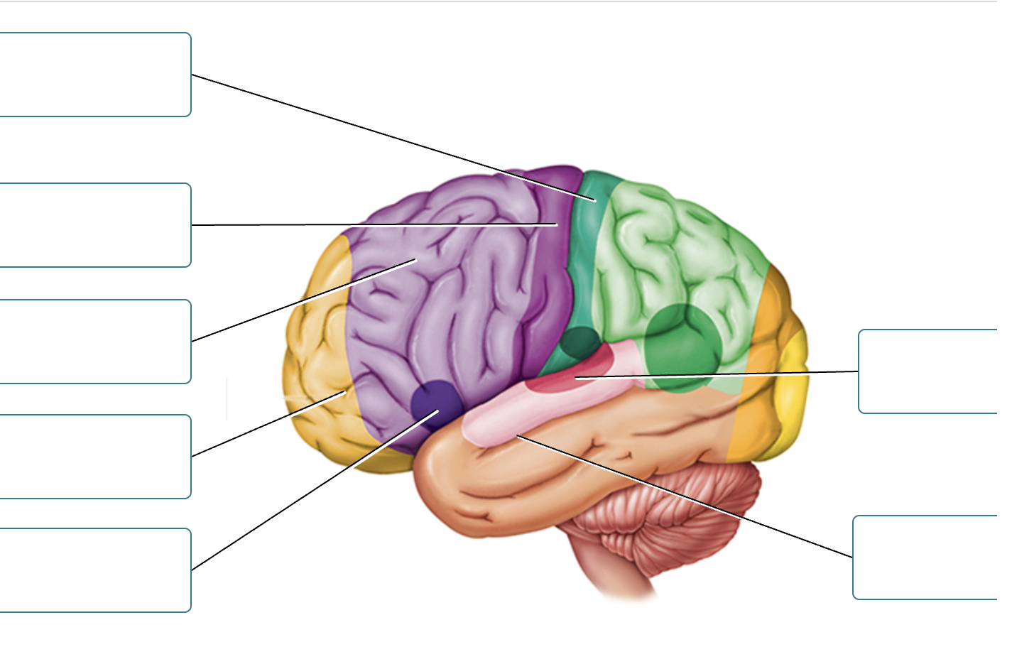 Solved Functional Regions of the Cerebral Cortex: Anterior | Chegg.com
