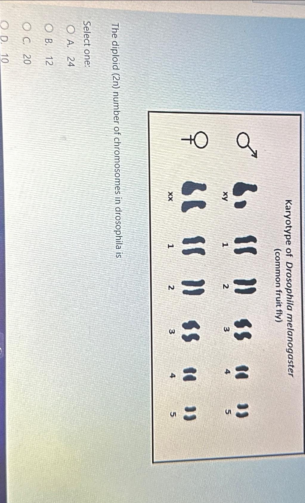 Solved The diploid (2n) ﻿number of chromosomes in drosophila | Chegg.com