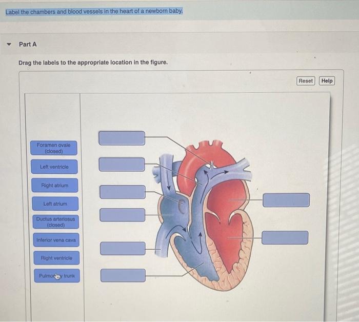 Solved Label the chambers and blood vessels in the heart of | Chegg.com