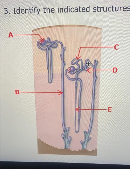Solved 3. Identify the indicated structures A C D B. | Chegg.com