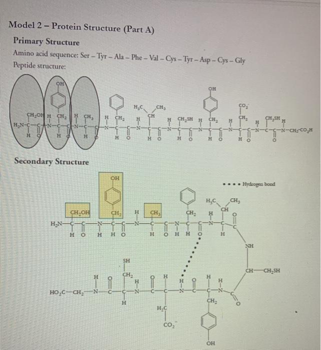 Solved Model 2 - Protein Structure (Part A) Primary | Chegg.com