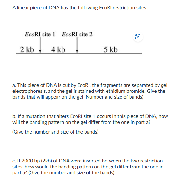 Solved A linear piece of DNA has the following EcoRI | Chegg.com