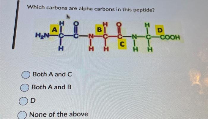 Solved Which carbons are alpha carbons in this peptide? Both | Chegg.com