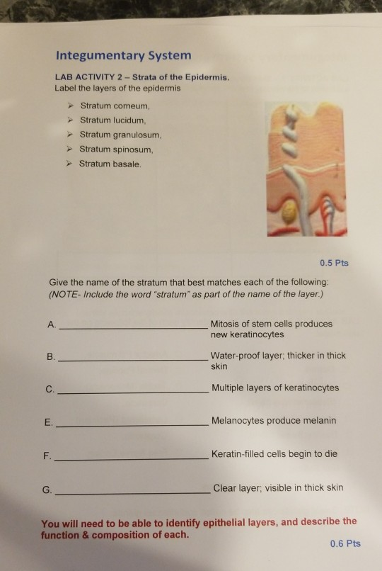 Solved Integumentary System LAB ACTIVITY 2 - Strata of the | Chegg.com