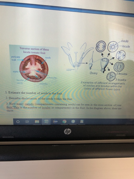 Solved ovule - locule Traverse section of three locule | Chegg.com