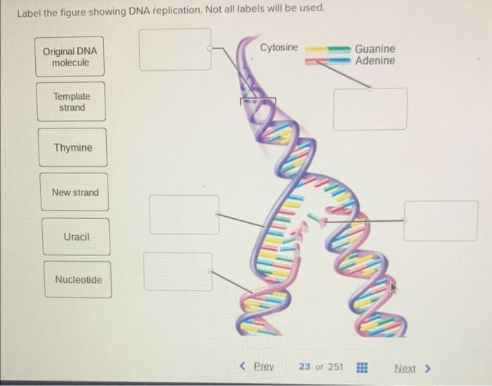 Solved Label the figure showing DNA replication. Not all | Chegg.com