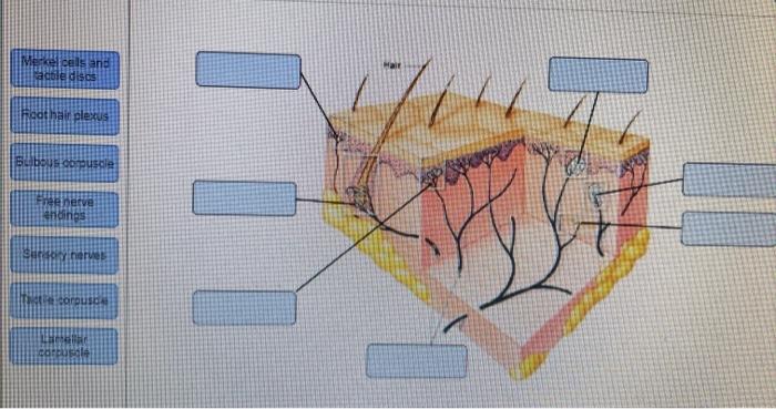 Solved Merkel cels and acole discs Haathair plexus Bebus | Chegg.com
