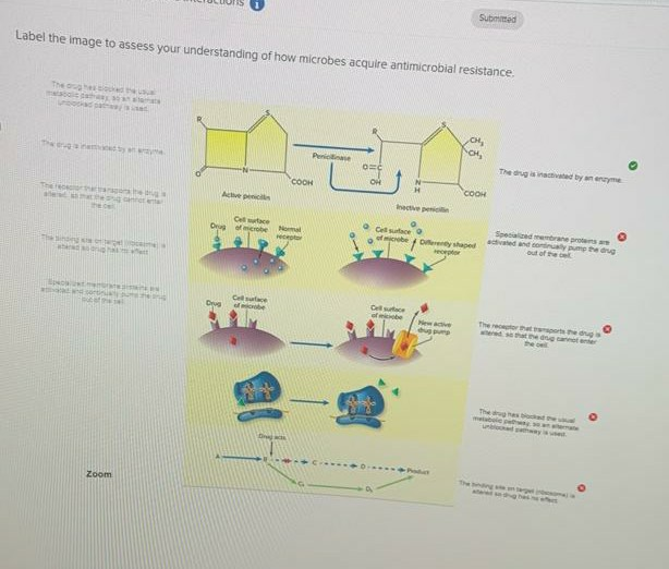 Solved Sube Label the image to assess your understanding of | Chegg.com