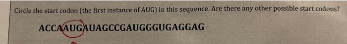 Solved Circle the start codon (the first instance of AUG) in | Chegg.com