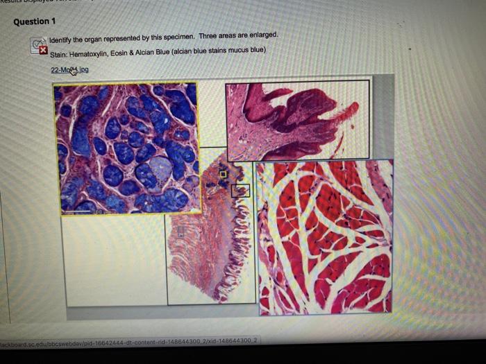 Question 1 Identify the organ represented by this | Chegg.com