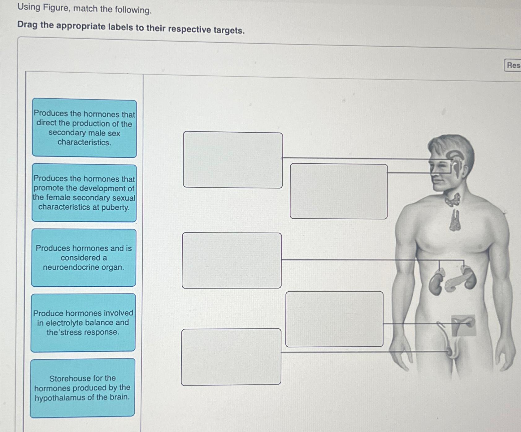 Solved Using Figure, match the following.Drag the | Chegg.com