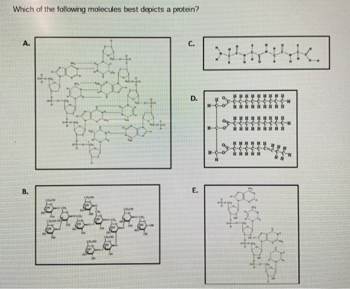 Solved Which Of The Following Molecules Best Depicts A Chegg solved-which-of-the-following-molecules-best-depicts-a-chegg