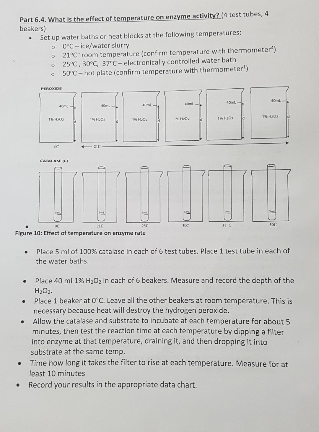 Solved Part 6.4. What is the effect of temperature on enzyme | Chegg.com