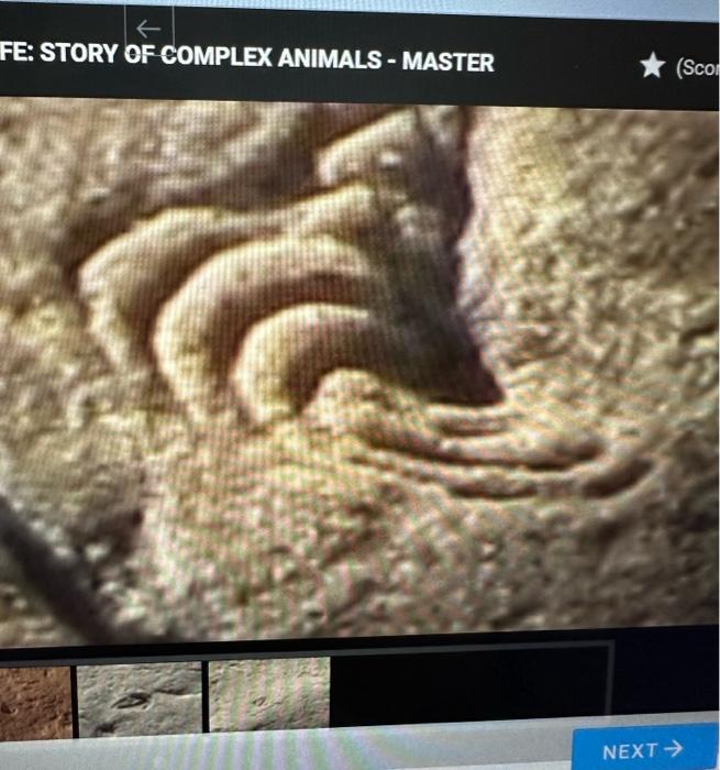 Solved dentify the names of the two fossils? Select the | Chegg.com