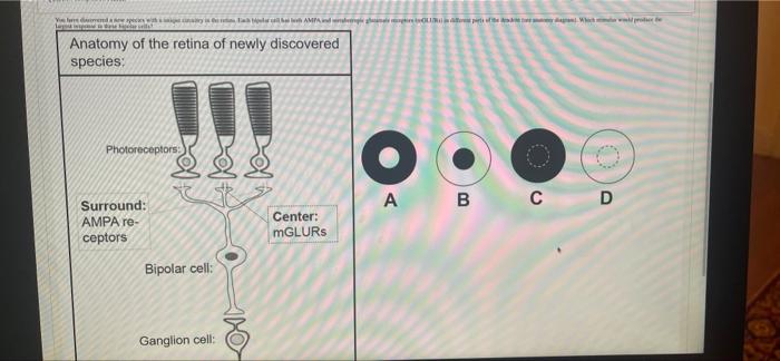 Solved The Difference Between Simple Cells And Complex Cells