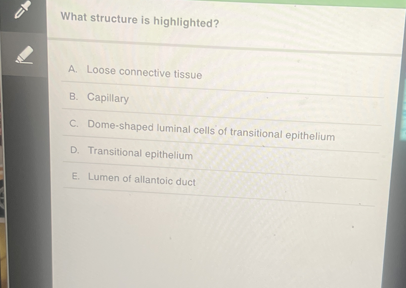 Solved What structure is highlighted?A. ﻿Loose connective | Chegg.com